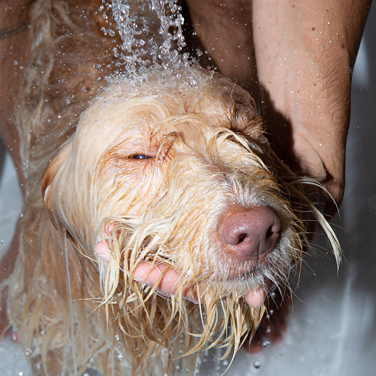 The Dog Shampoo: Your Care Guide – Doganics®