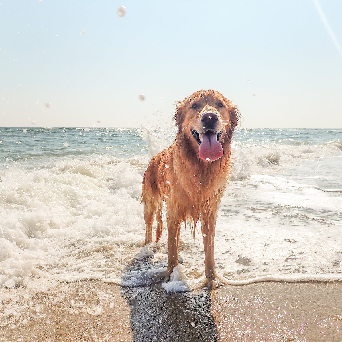 Splish-Splash! Saltwater Safety Tips for a Pawesome Summer! – Doganics®