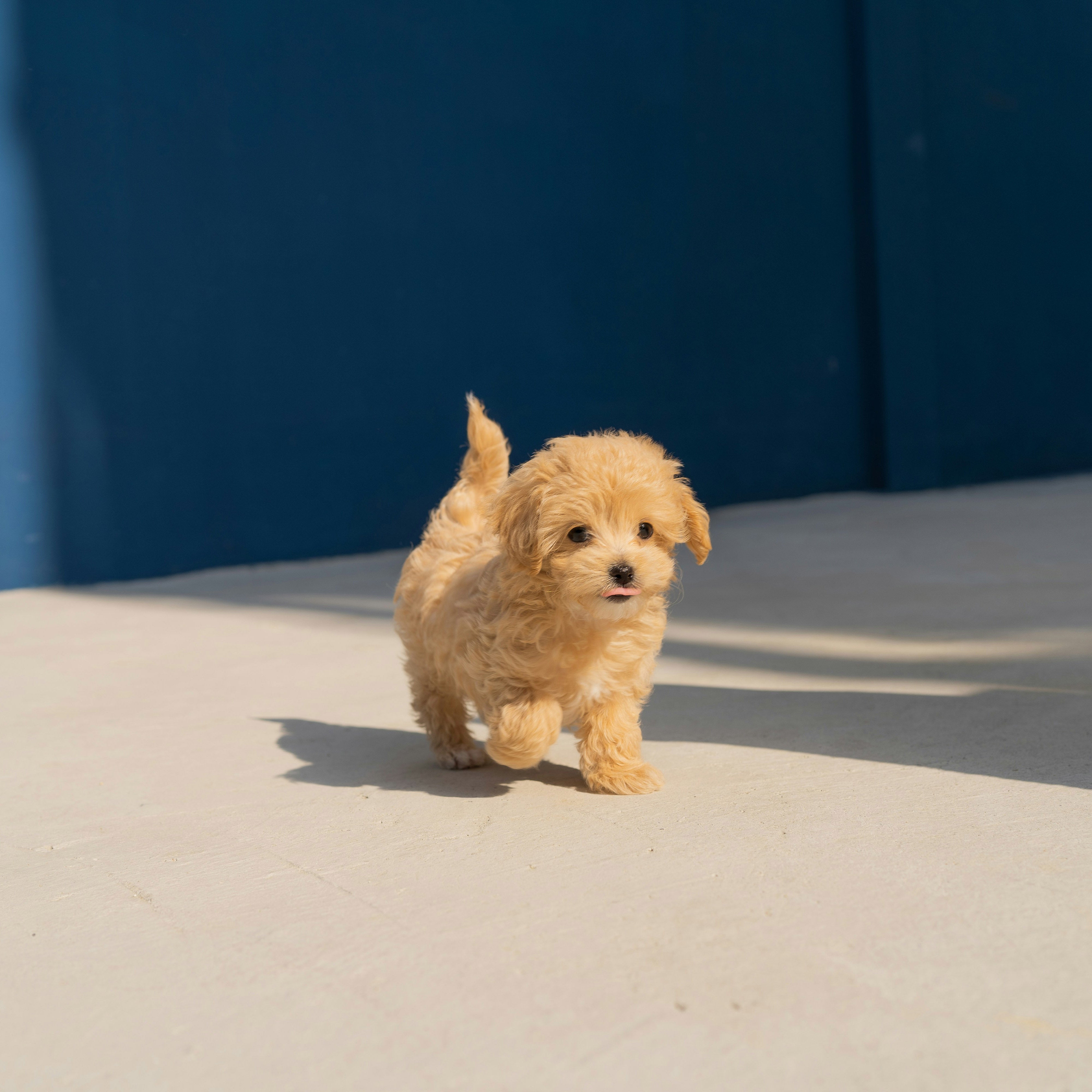7 Tips For Future Pup Parents: Welcoming Your New Puppy – Doganics®