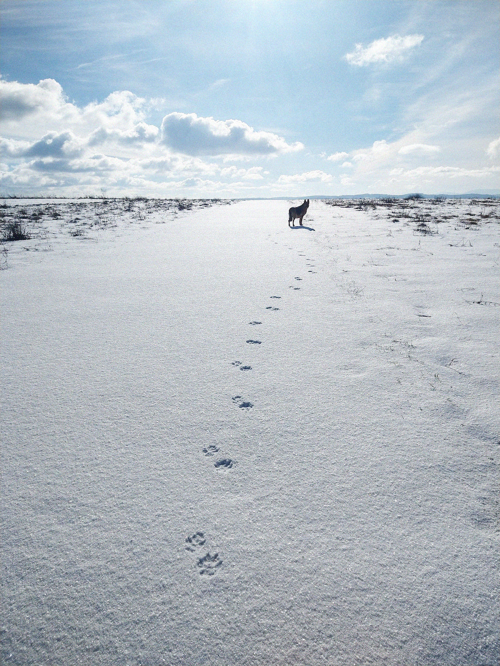 Dog Care Guide: Paws In Winter Time – Doganics®